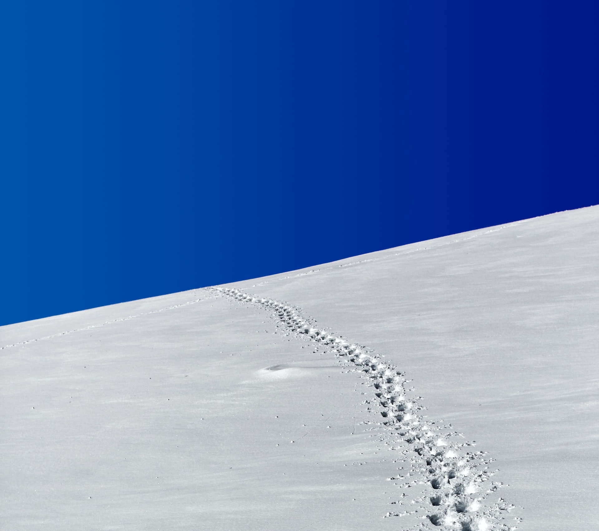 Kickass and Tracking Snow by Bill Stokes « The Pen in Hand Blog