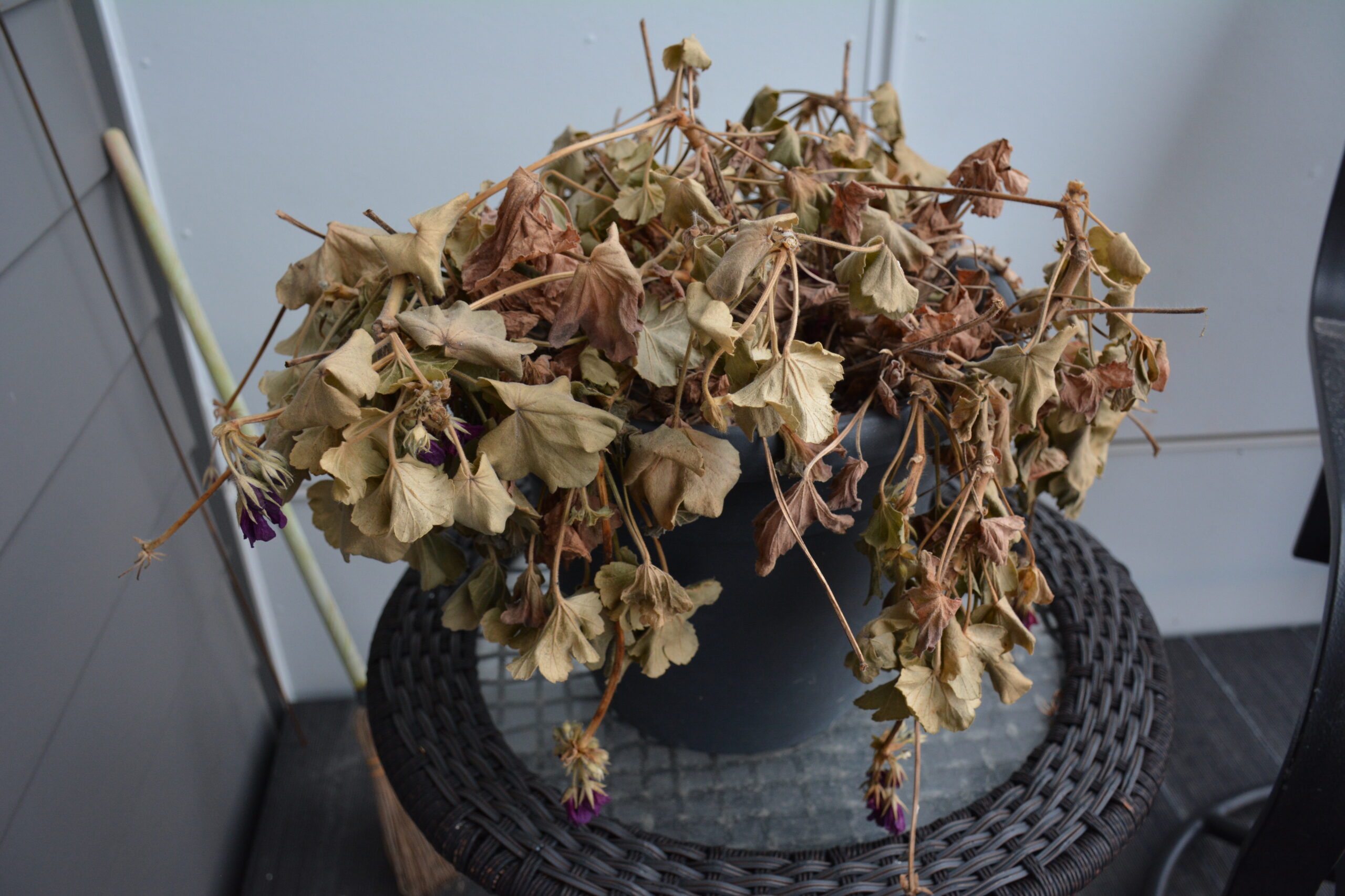 Kickass and Talking Plant by Bill Stokes « The Pen in Hand Blog